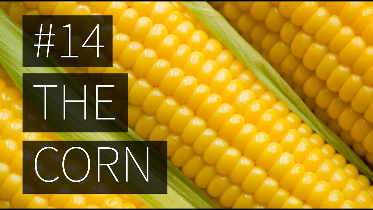 Simple Facts About Corn YouTube simple-facts-about-corn-youtube