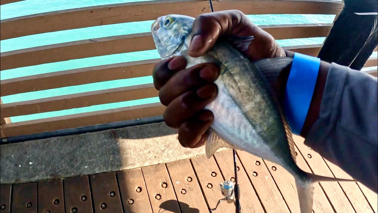 Dock Talks: Catching Big Blue Runners At Juno Beach Pier Turning “Trash ...