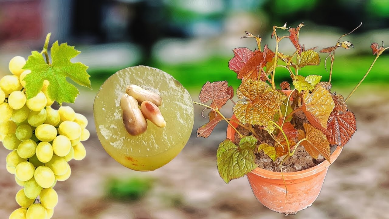 How to grow grapes tree from seeds at home || growing grapes from seeds ...