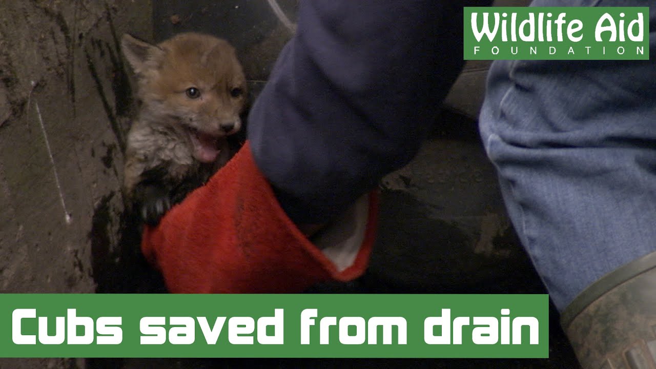 Little fox cubs saved from drowning in a storm drain - YouTube