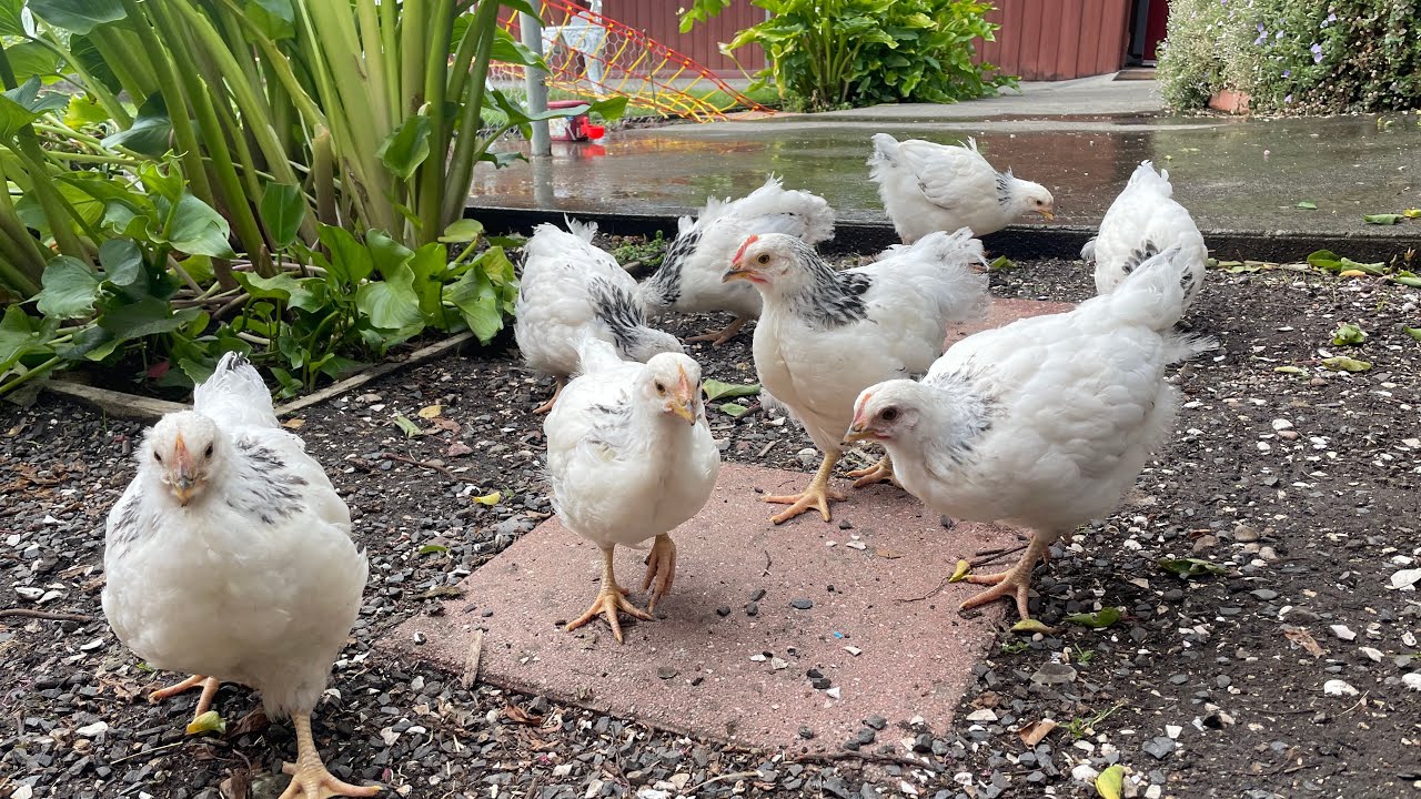 8 weeks old chicks play in a quite windy day(vlogs-47)/大风中玩耍的小鸡们 - YouTube