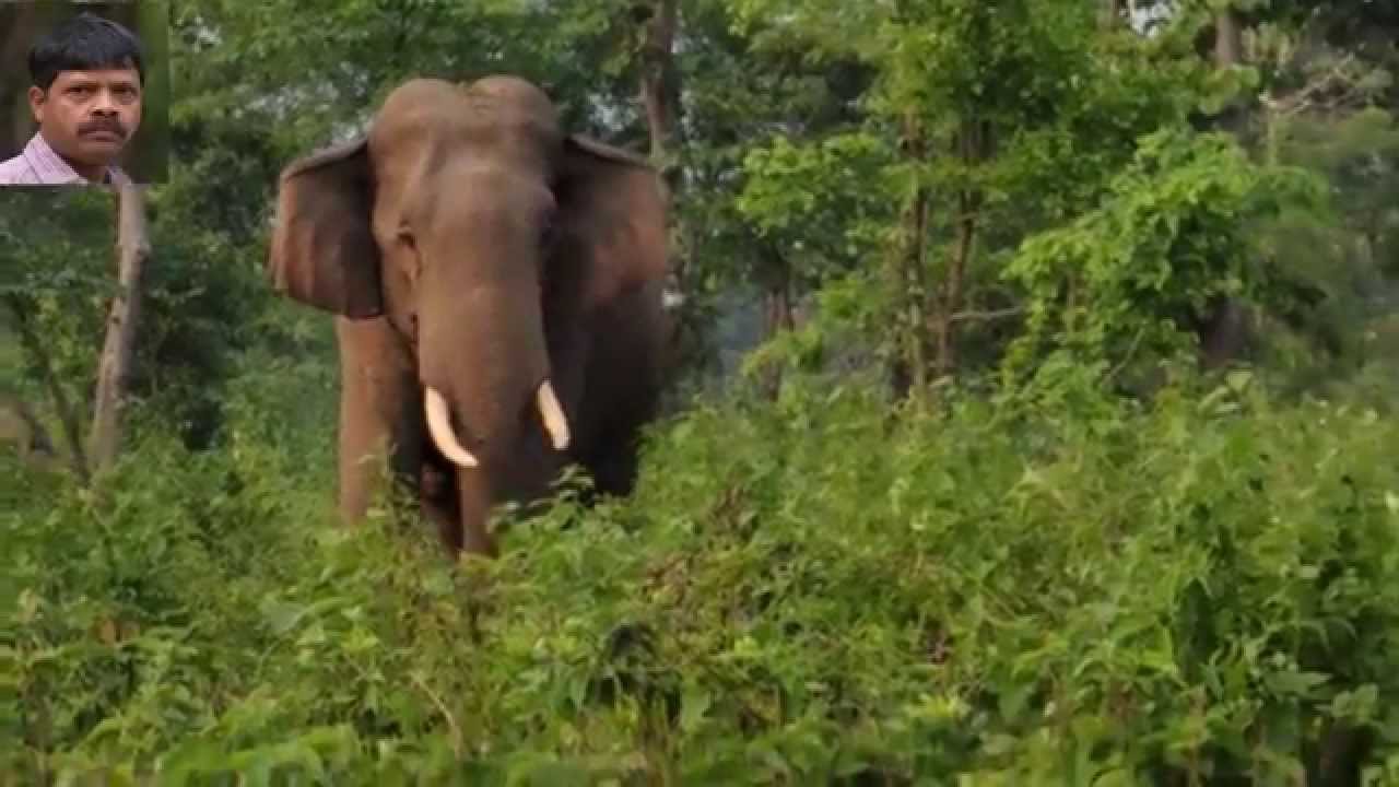 Chasing Elephant - YouTube