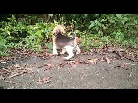 Beagle puppy Show quality by pets zoo