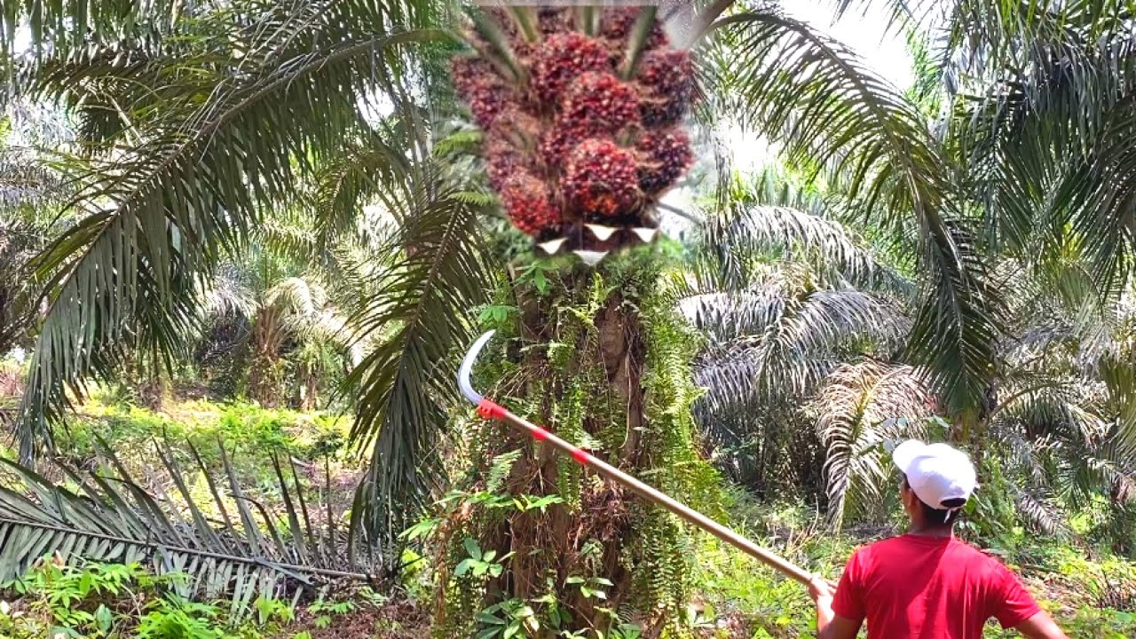 EGREK PALM KING PRO BUAT PANEN POKOK RENDAH TERNYATA CEPAT - YouTube
