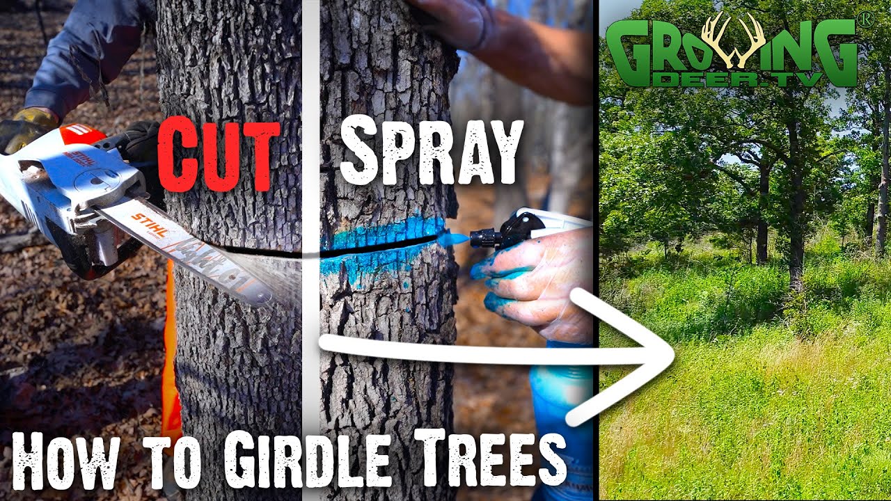 How To Improve Hardwood Timber for Wildlife - Part 2: How to Girdle ...