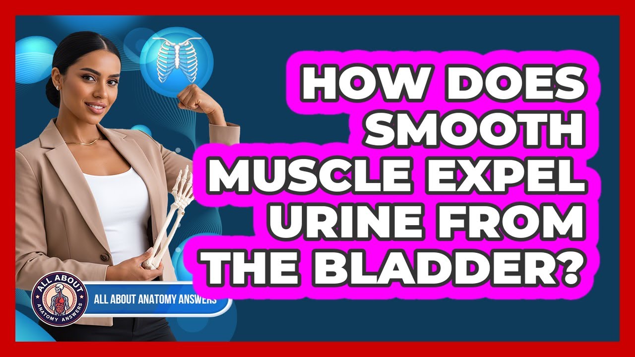 How Does Smooth Muscle Expel Urine From The Bladder? - YouTube