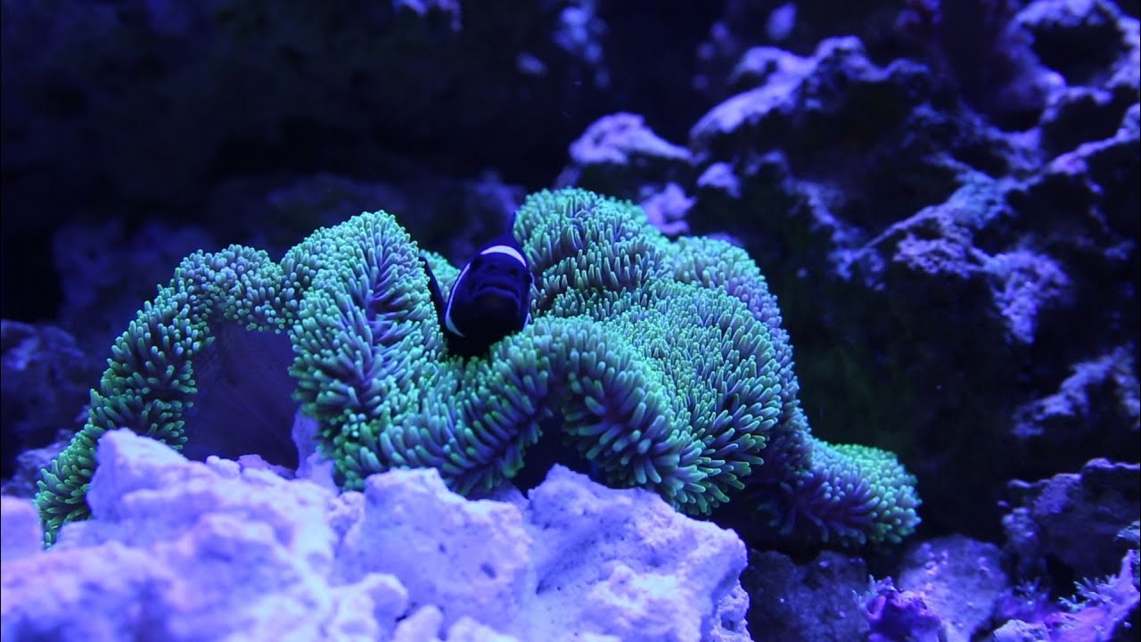 Vapour1ze 93 Cube Reef - "Symbiosis" - YouTube