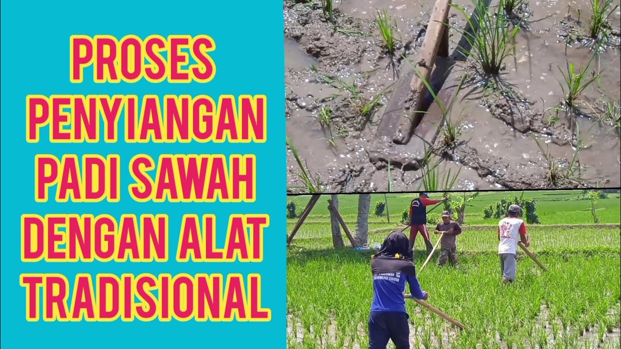 ALAT TRADISIONAL TEPAT GUNA penyiangan gulma padi sawah.. - YouTube