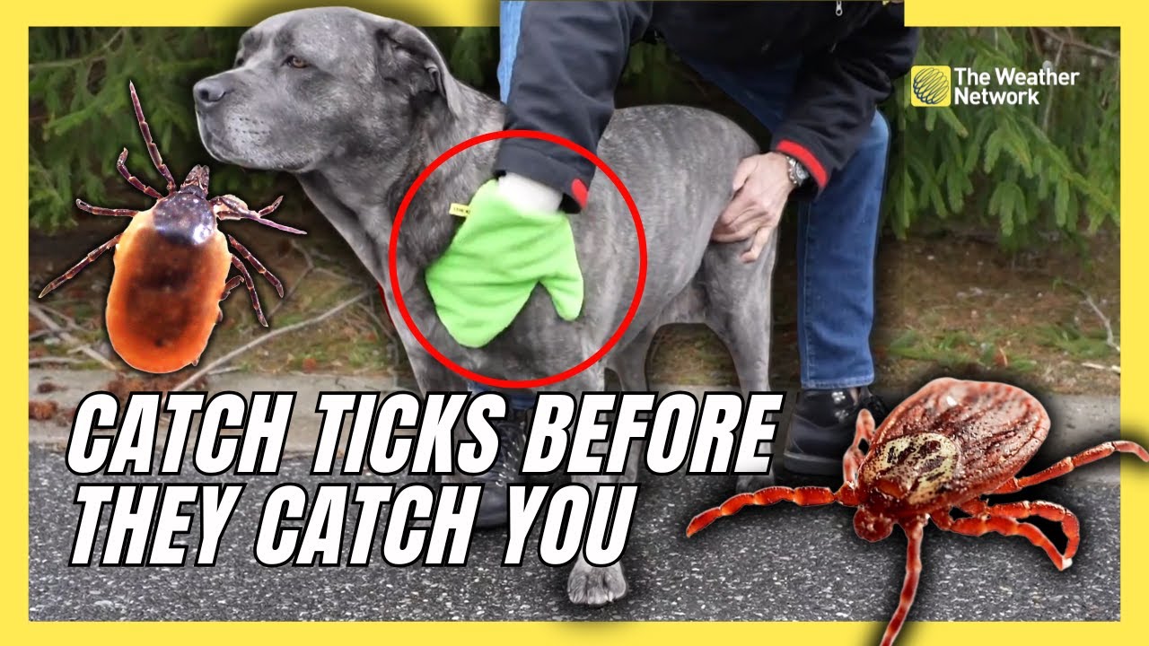 This Simple Invention Could Help Keep Ticks Off Your Pets - YouTube