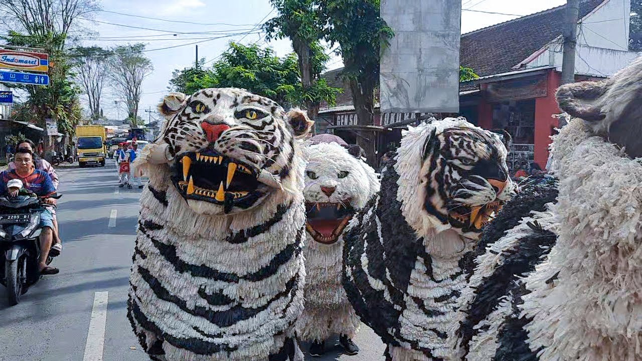 MACAN JAVA SINGA JAVA CAN MACANANAN BARONG DI UNDANG ACARA SUNNATAN ...