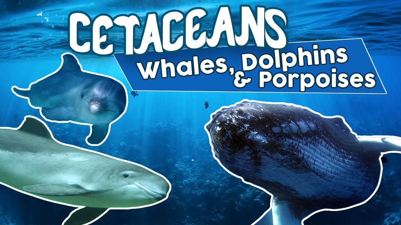All Cetaceans (whales dolphins and porpoises) !Amazing cetacean facts ...