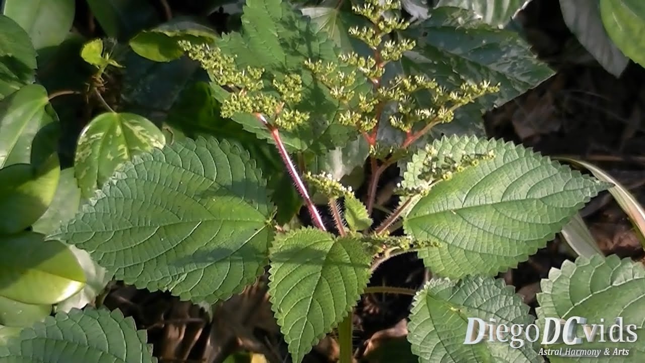 Laportea aestuans - Urtica aestuans - West Indian woodnettle ...