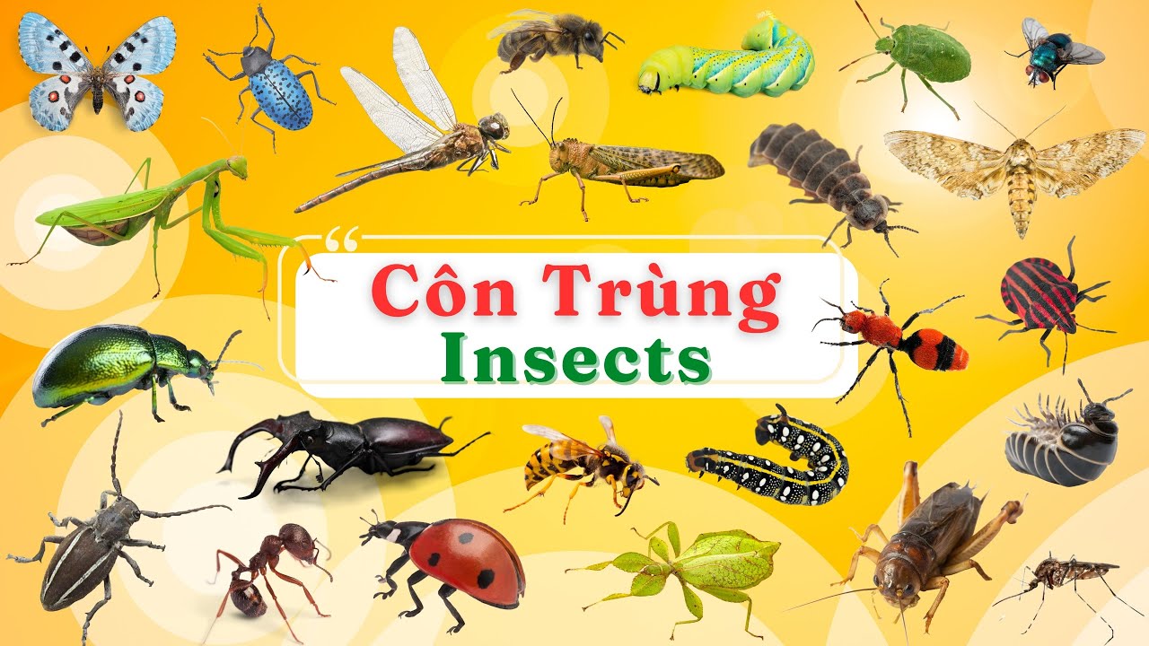 Các Loài Côn Trùng | Insects | Bé khám phá các loài côn trùng trong tự ...