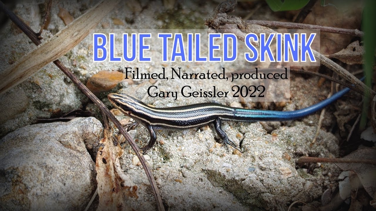 Blue Tailed Skink - YouTube
