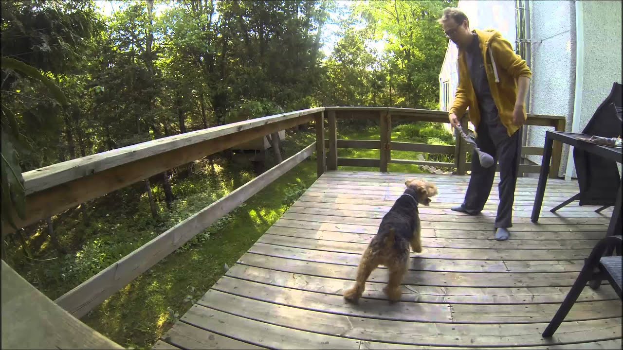 funny dog jumping - YouTube