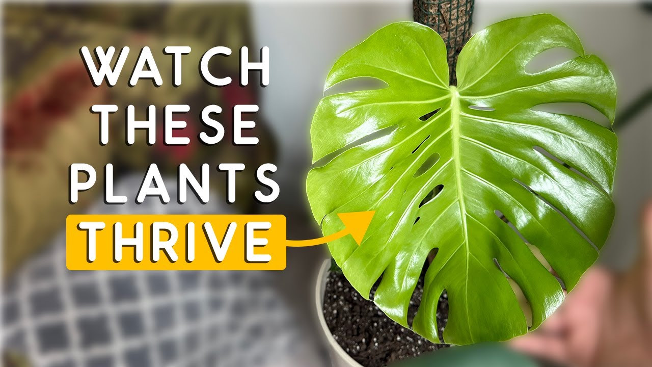 Plant Maintenance: Chinese Money Plant, Ficus Audrey & Yellow Gem ...