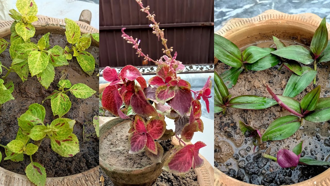 How to Propagate & Care for Inch Plant | Propagation & Care of Coleus ...