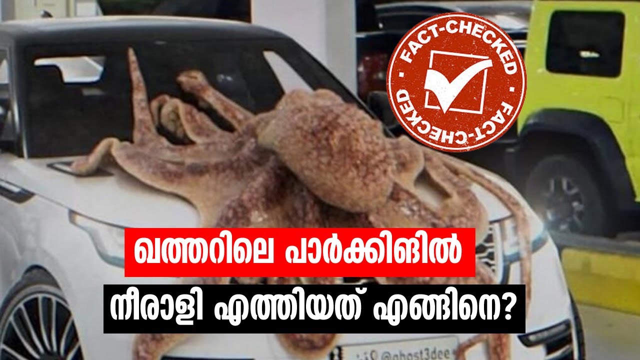 ഖത്തറിലെ പാര്‍ക്കിങില്‍ നീരാളി എത്തിയത് എങ്ങിനെ| Octopus in Qatar ...