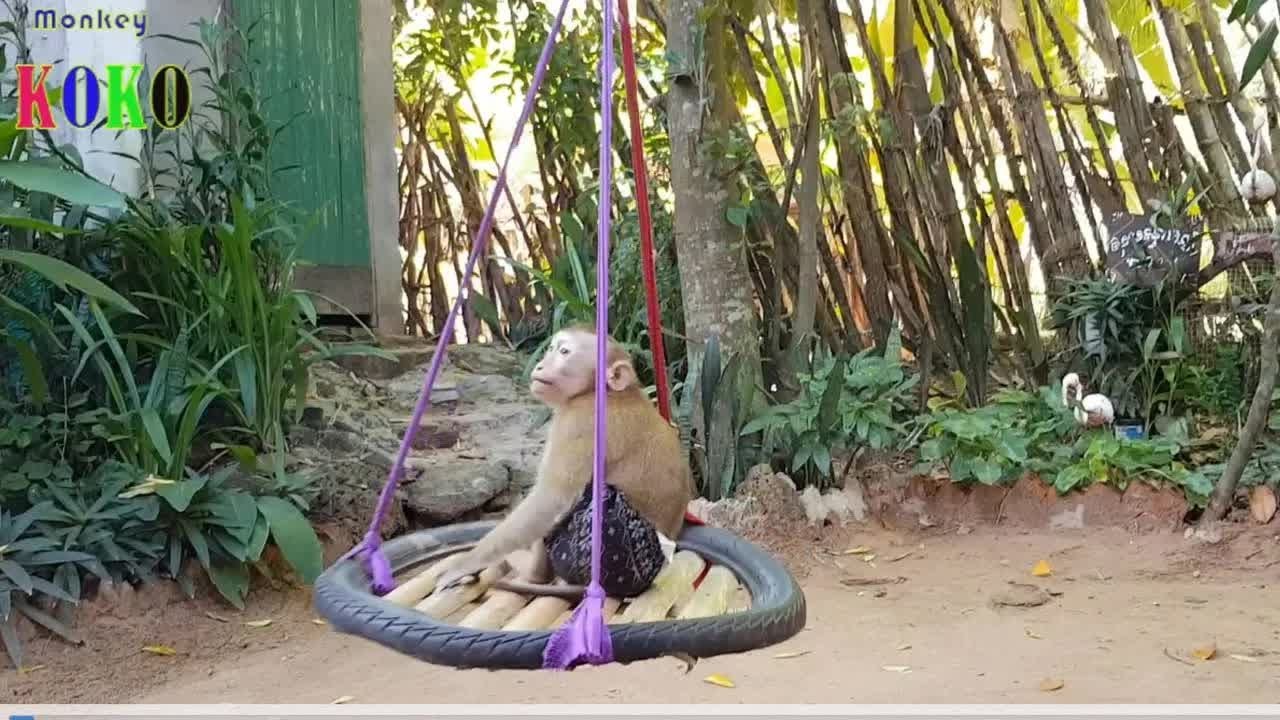 Monkey Koko Very Happy To Playing On Swing Before Mom Lets Him For ...