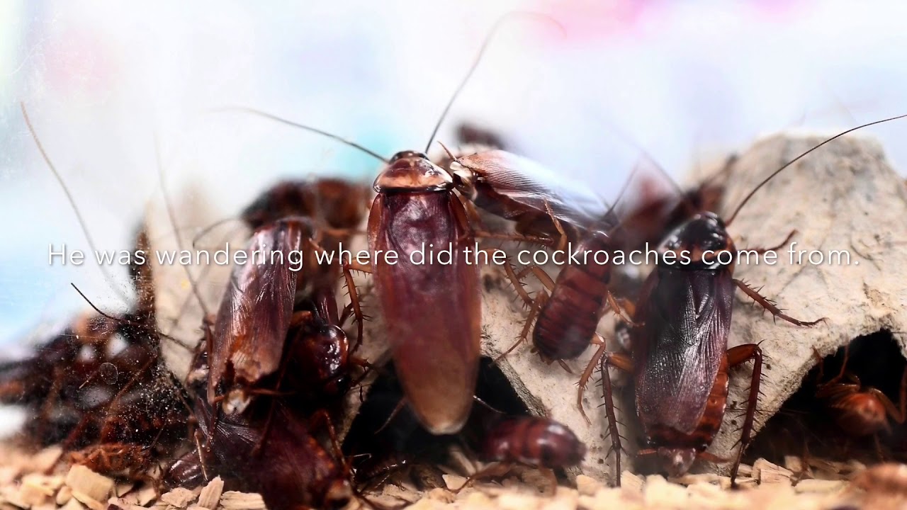 Scary Horror Stories Volume 2 Story 12 Cockroaches Are Everywhere - YouTube