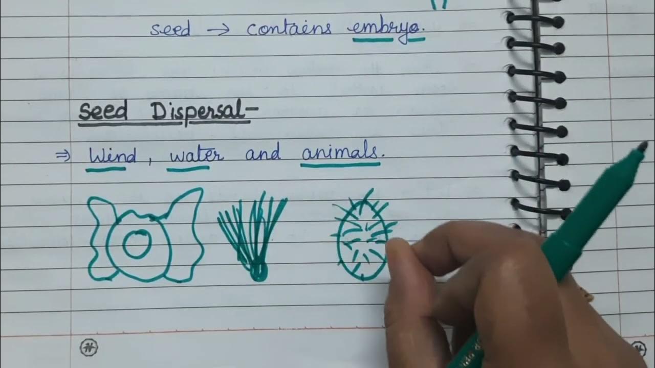 Fruits and seed formation | Seed dispersal | class7 | science ...