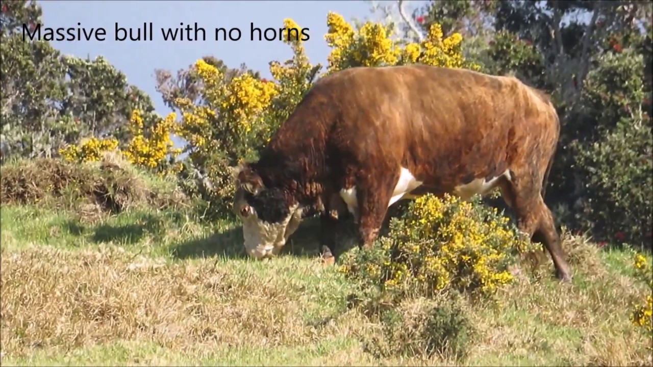 Bowhunting wild, feral, Vancouver Bulls in Hawaii - YouTube