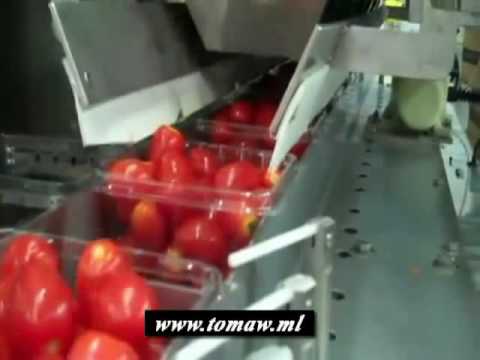 Exporteur von Traubentomaten