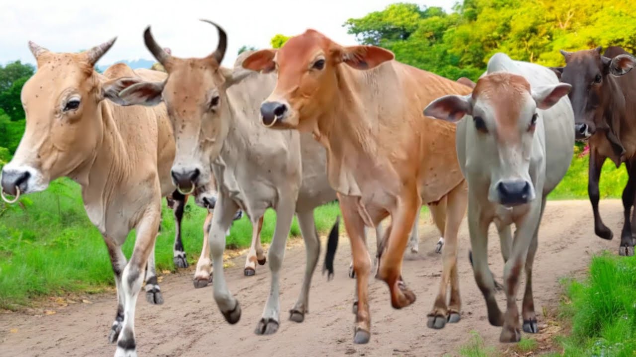 Mengiring Sapi Lembu Gembala, Puluhan Sapi Lembu Jinak Berlari Melewati ...