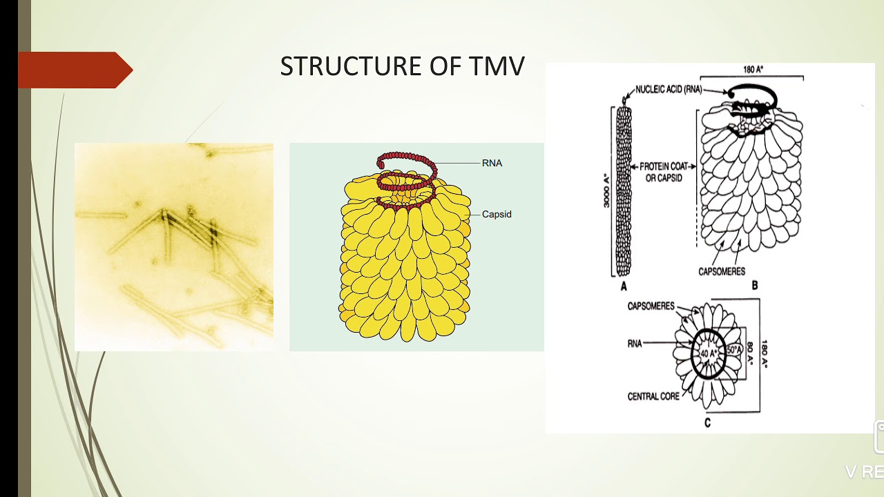 BOTANY- TMV, HISTORY DISCOVERY STRUCTURE AND MULTIPLICATION. - YouTube