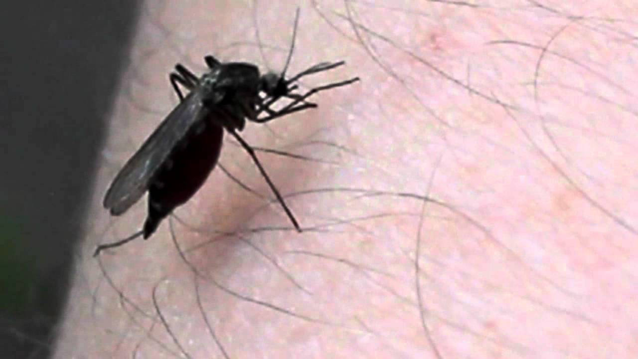 Mosquite Bite Close Up HD - YouTube