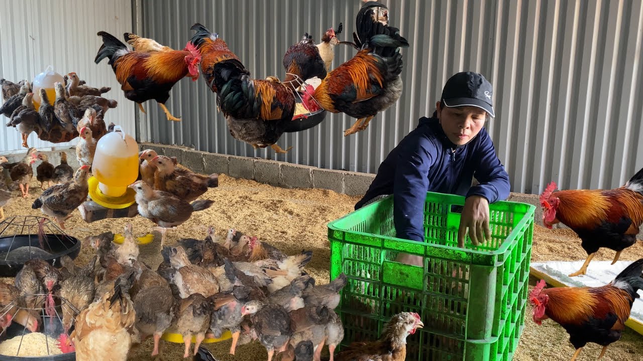 A Day of Taking Care of Chickens – Moving the Chicks to a Spacious New ...