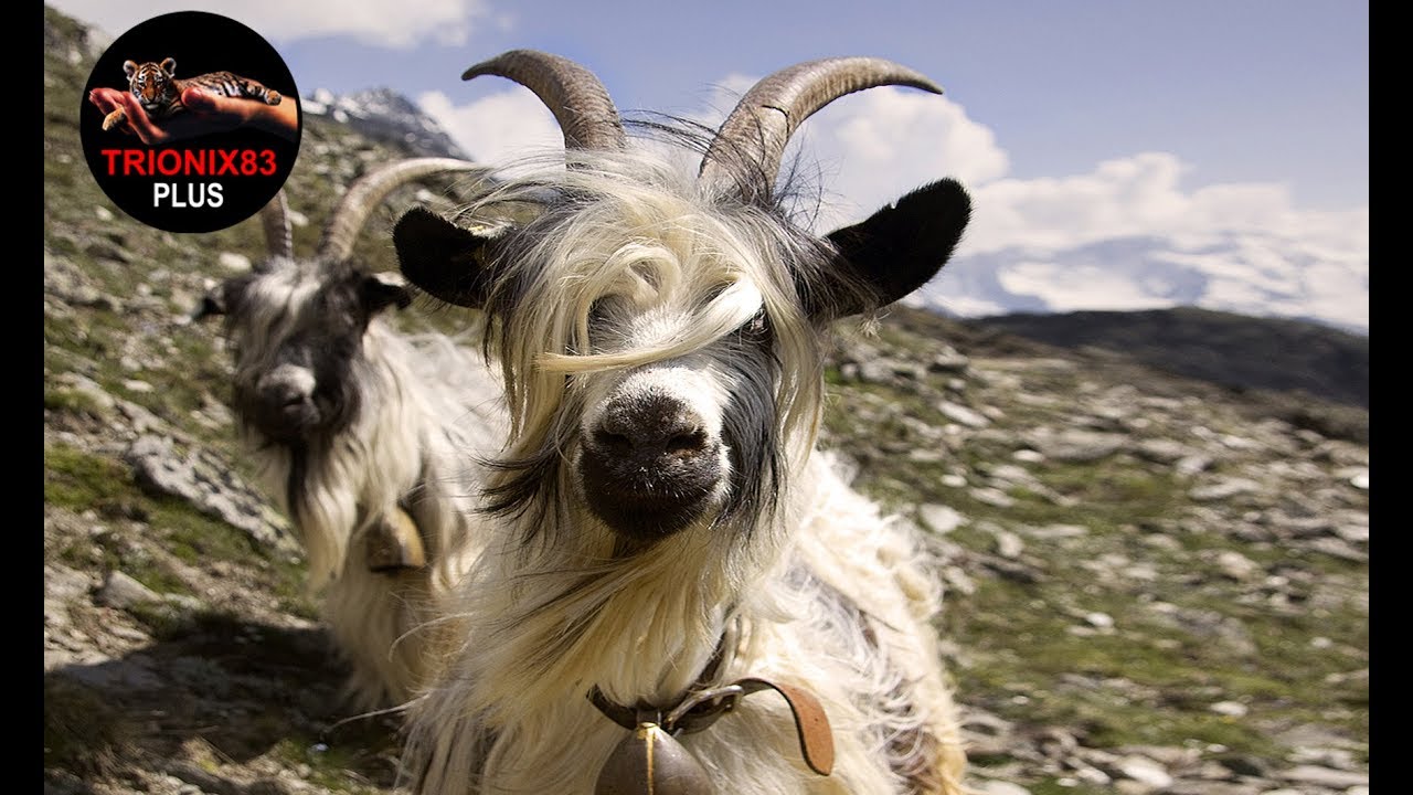 Las mejores cabras lecheras del mundo – CABRA LECHERA SUIZA – La mejor ...