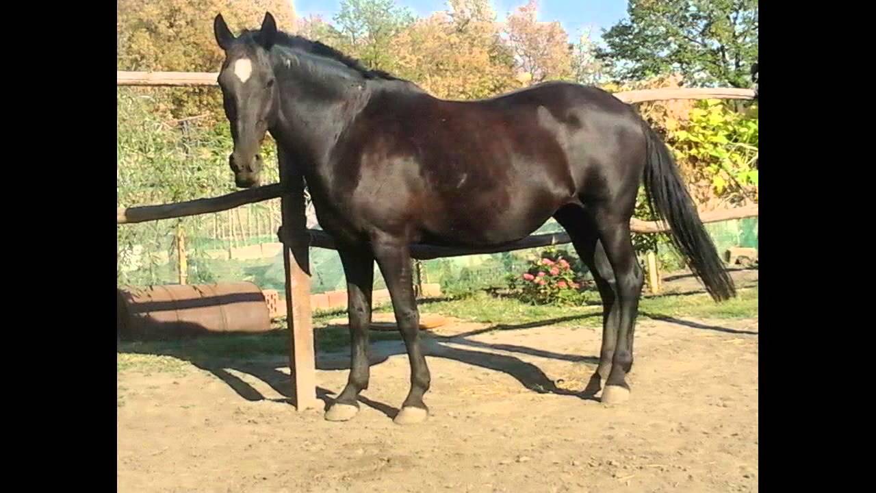 Tünci ( nóniusz ) 2 - YouTube