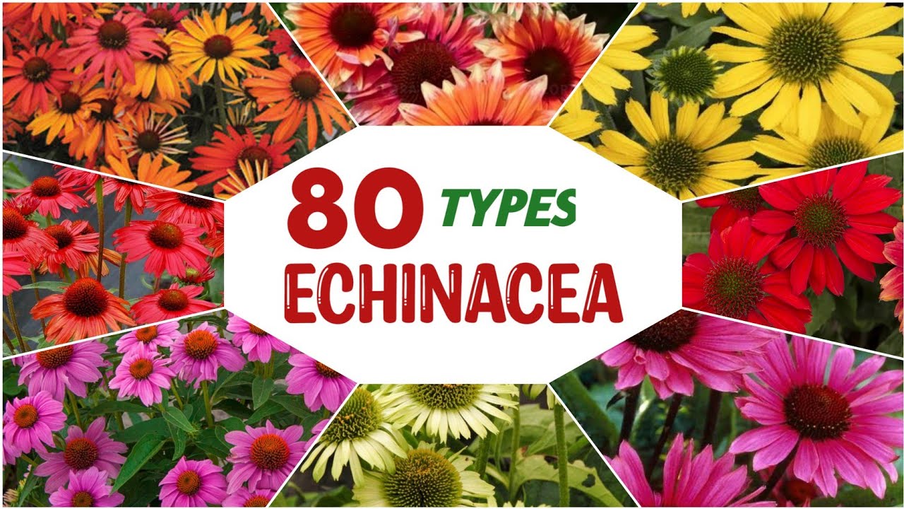 80 BEAUTIFUL TYPES ECHINACEA /CONEFLOWER WITH THIER NAMES - YouTube