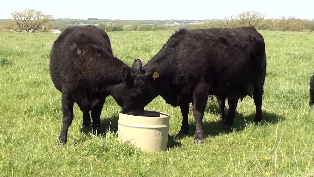 Cattle Utilizing SmartLic Supplements #1 - YouTube