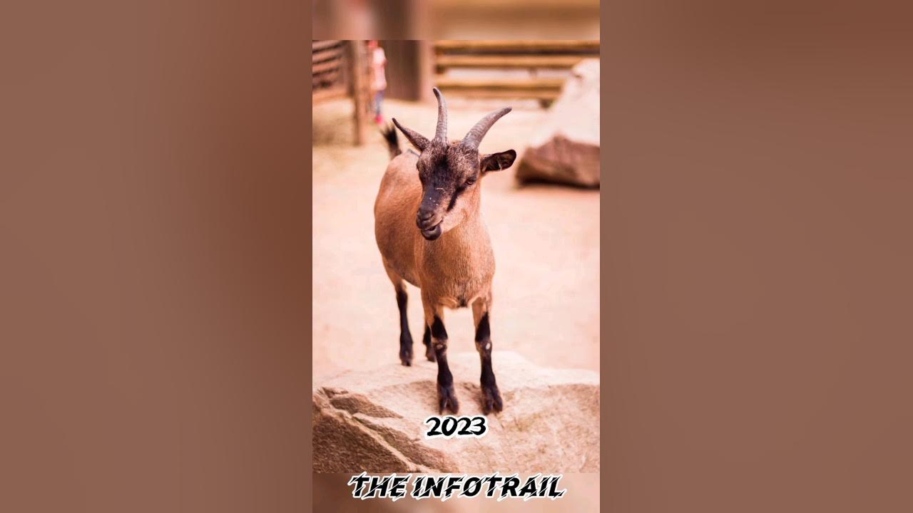 2023 Goat Vs 5000 Bc Goat 🐐 #2023 #Viral #Shorts #5000Bc #Transition #InfoTrail #Goat - YouTube