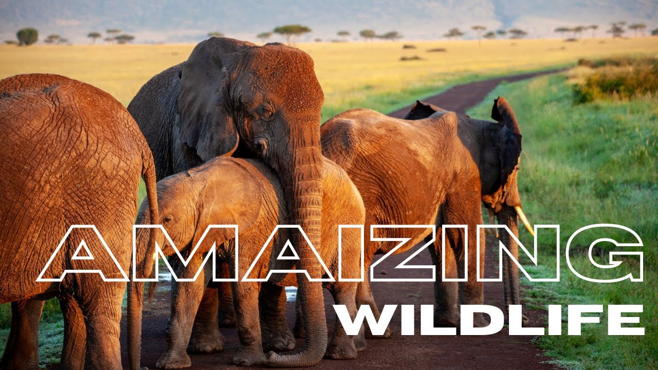 Amaizing wildlife | Ultimate wild animals collection | Best viewd ...
