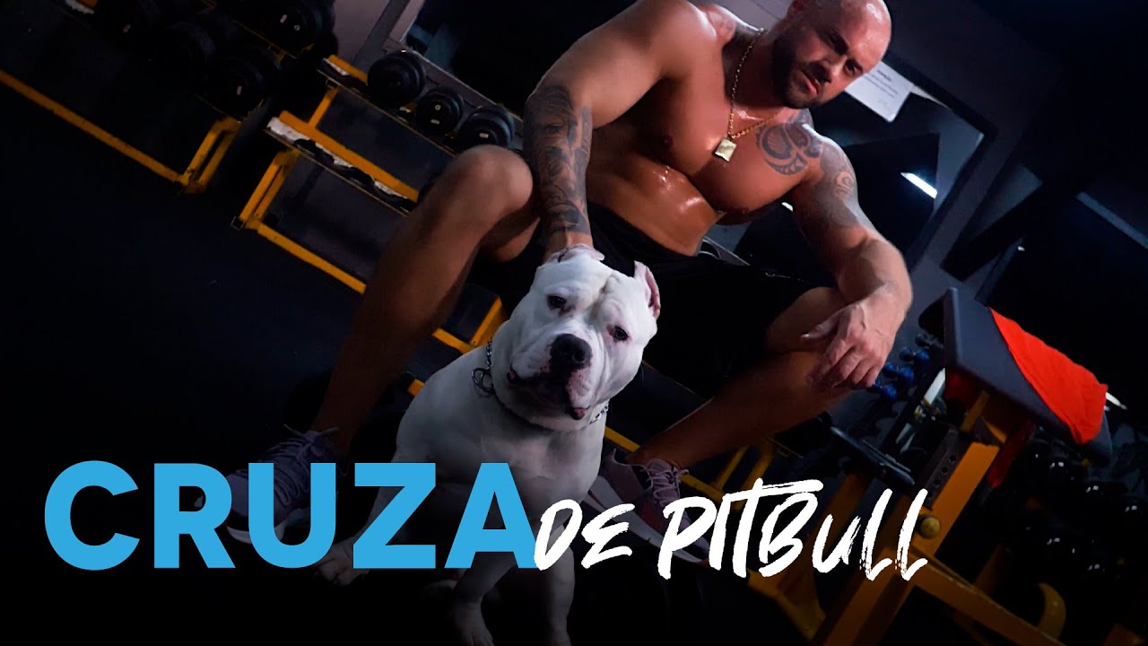 B-Dynamitze - Cruza de Pitbull (Clipe Oficial) - YouTube