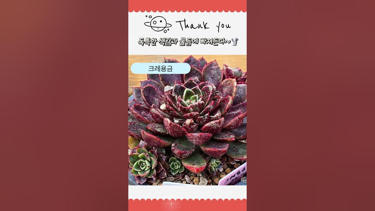 크레용금 다육이 다육식물 다육이라이브 다육화분 다육판매하는곳 다육 Succulent Plants 인기다육 예쁜다육 희귀다육 물든다육 금다육
