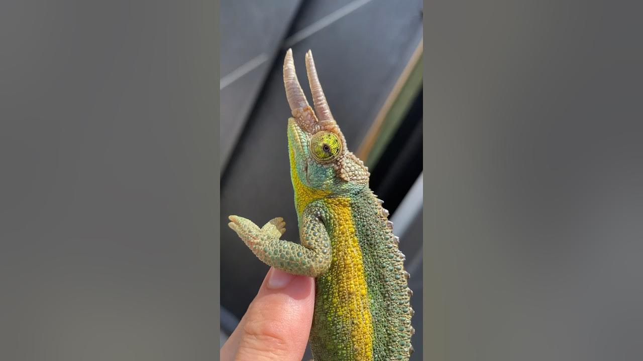 Jacksons Chameleon! #chameleons - YouTube