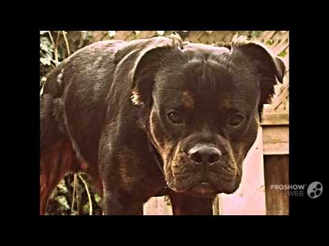 Mammut Bulldog Dog breed - YouTube