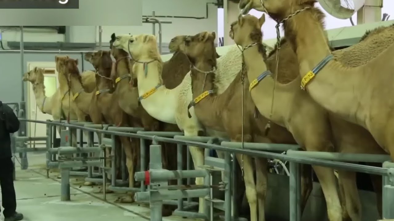 আধুনিক উটের দুগ্ধ খামার Camel Milking Technology - Modern Camel Farming - - YouTube