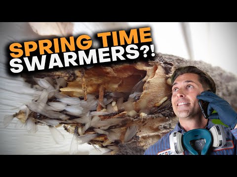 Why Do Termites Swarm In Spring