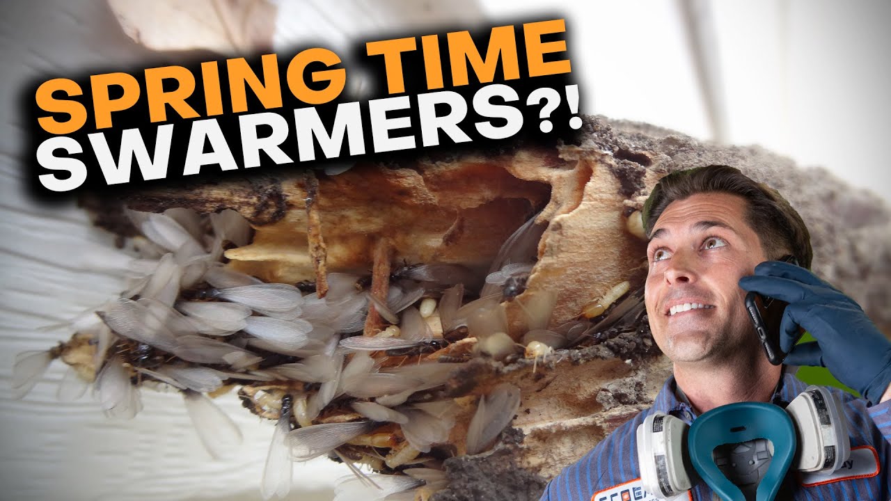 Springtime Swarmers: What You Need to Know! - YouTube