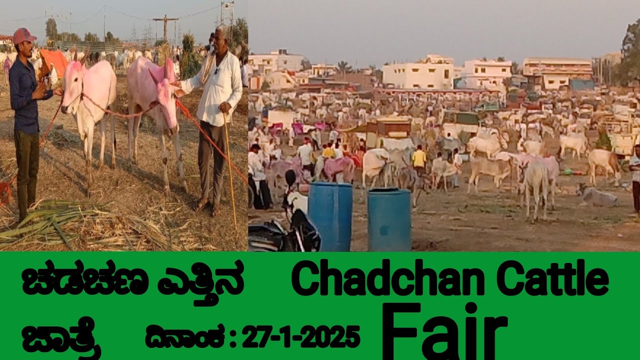 ಚಡಚಣ ಎತ್ತಿನ ಜಾತ್ರೆ Chadchan Cattle Fair in Karnataka 2025 - YouTube