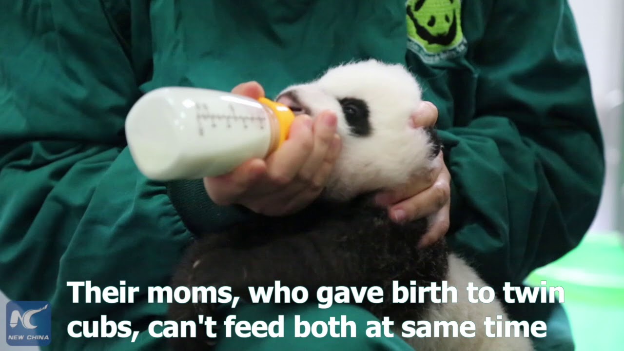 Giant panda cubs drink milk from bottle - YouTube