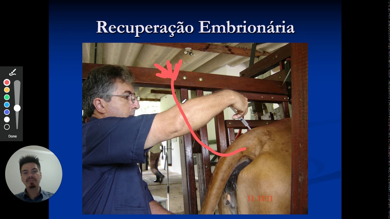 Transferência de embrião em bovinos - Recuperação, manipulação e ...