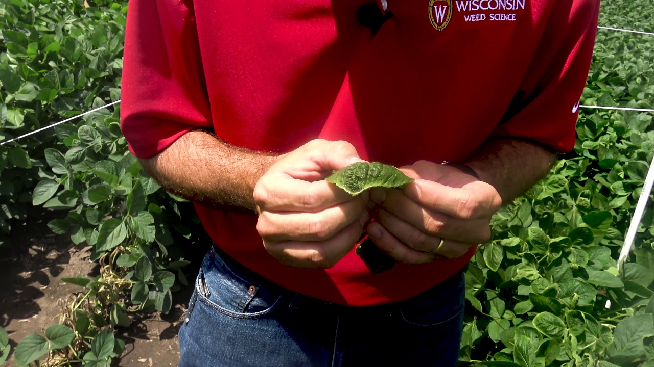 2018 Large-Scale Dicamba Drift Study - YouTube