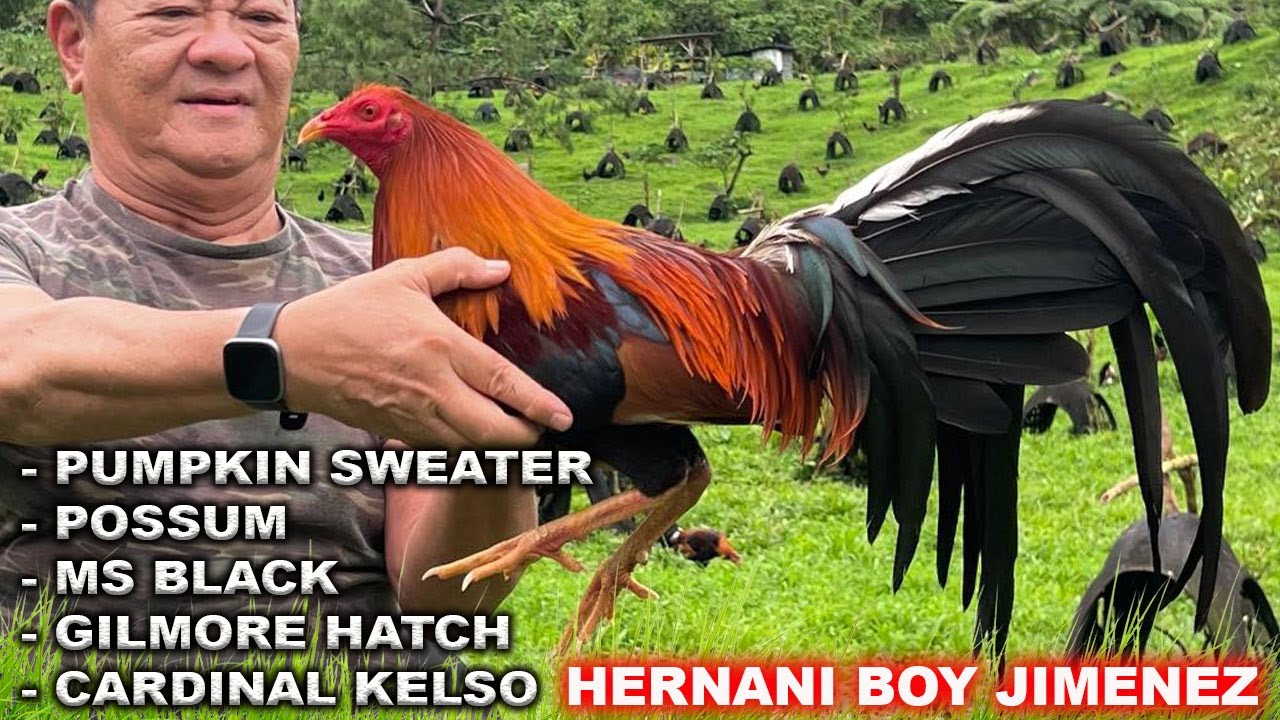 Pumpkin Sweater Possum Gilmore Hatch Kelso - Bj Lunao Farm - YouTube