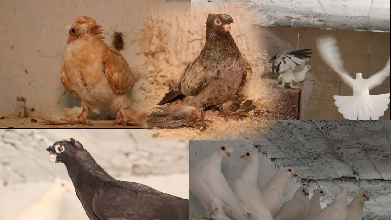Pigeon. Pigeons adapted to hot climates. - YouTube